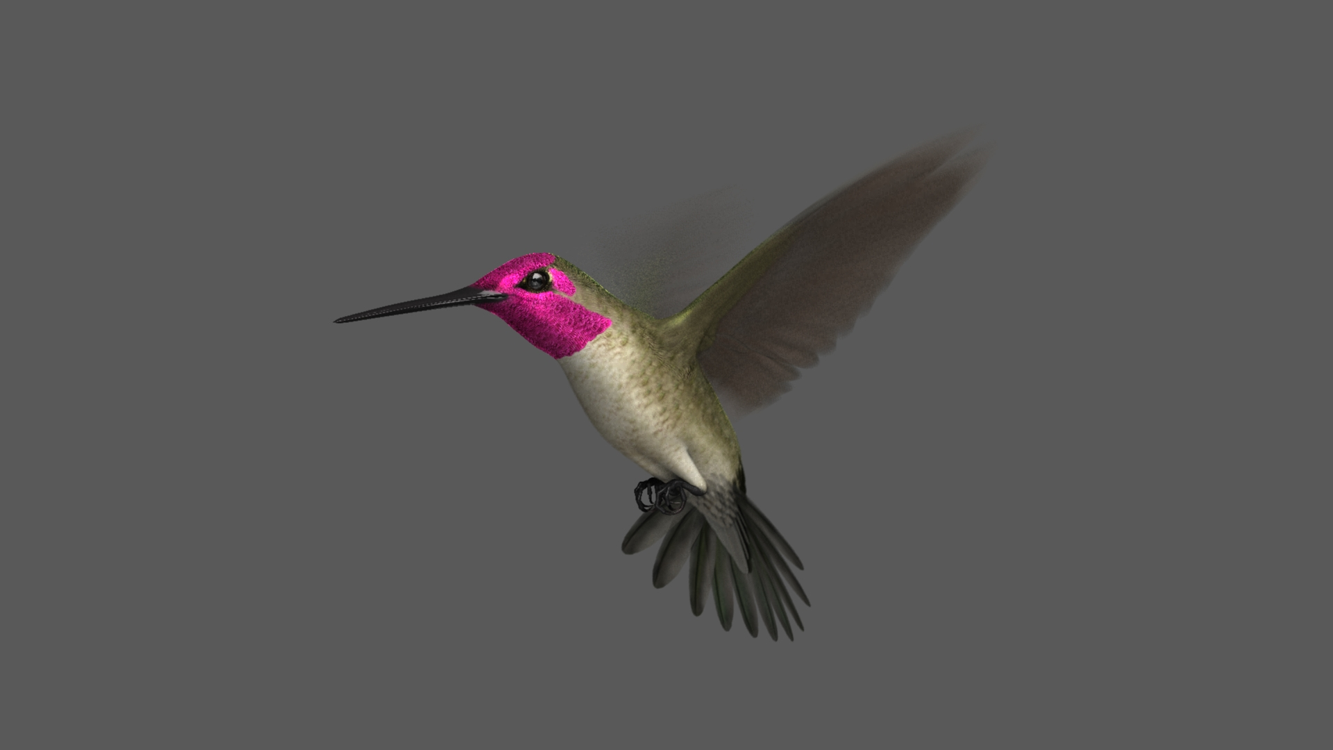 Animated Hummingbird