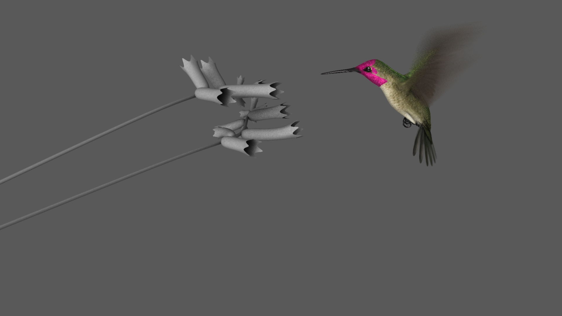 Animated Hummingbird