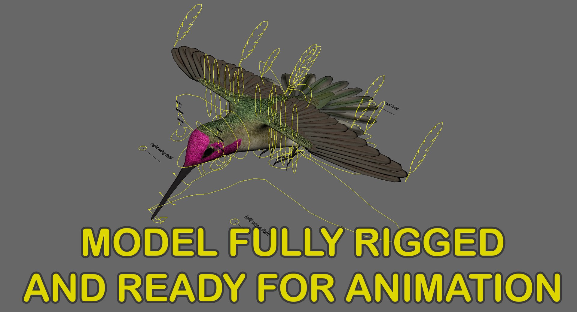 3D Anna S Hummingbird Animation Model - TurboSquid 1454246