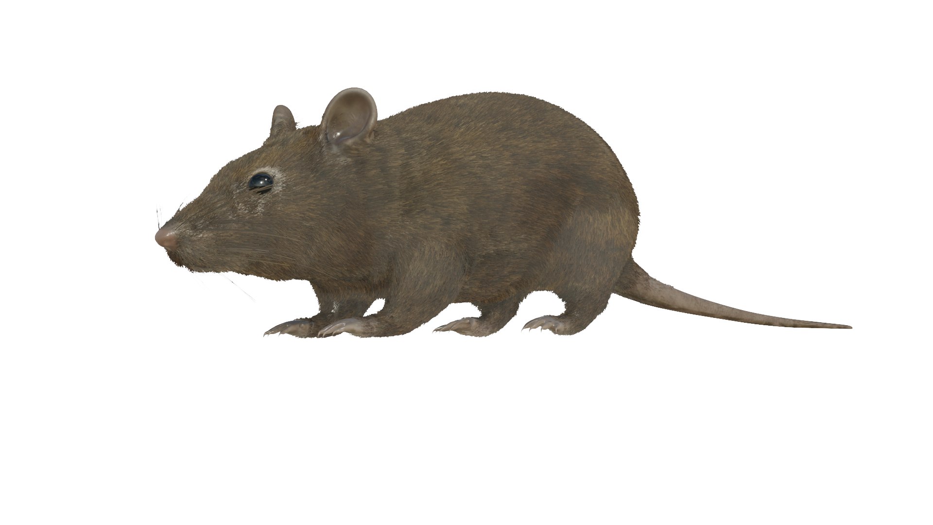 RAT 3D Model - TurboSquid 2144179