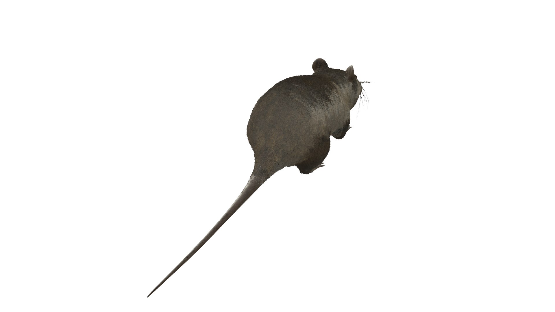 RAT 3D Model - TurboSquid 2144179