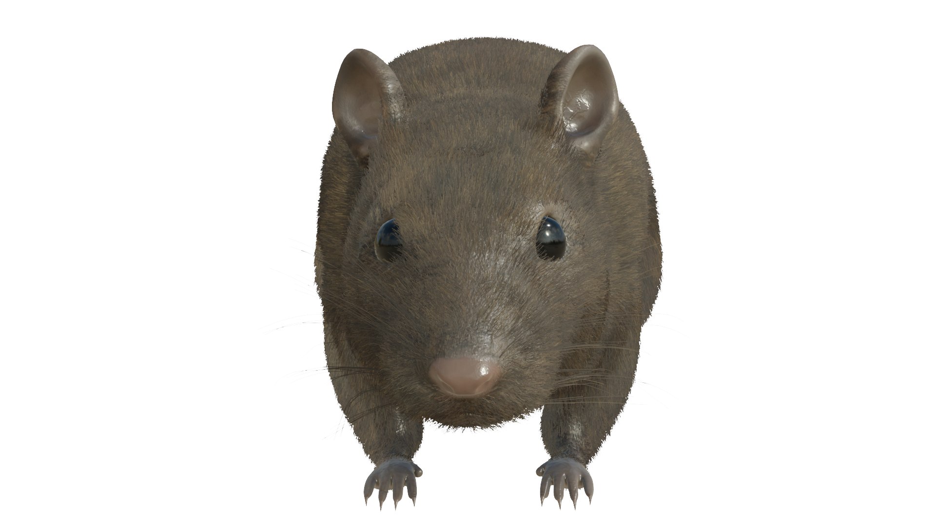RAT 3D Model - TurboSquid 2144179