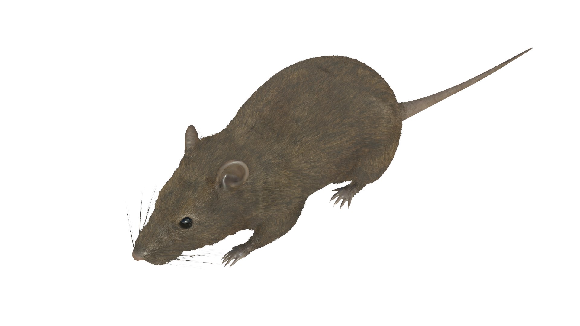 RAT 3D Model - TurboSquid 2144179
