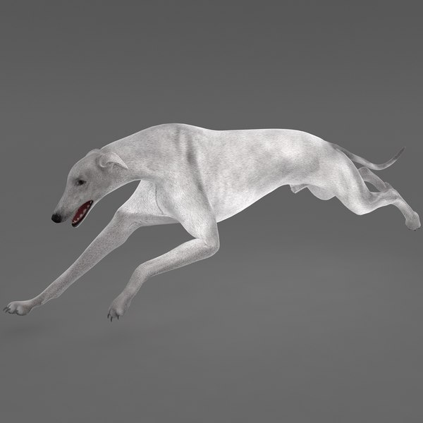 3d model australian greyhound 2 pose