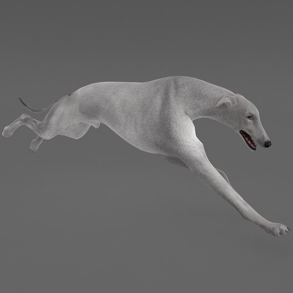 3d model australian greyhound 2 pose