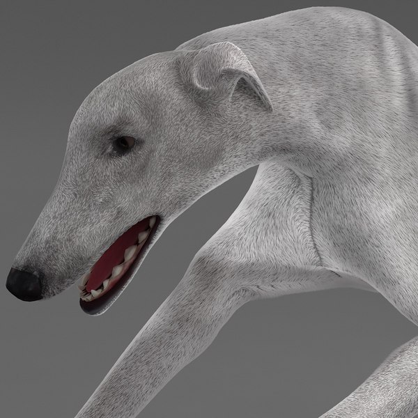 3d model australian greyhound 2 pose