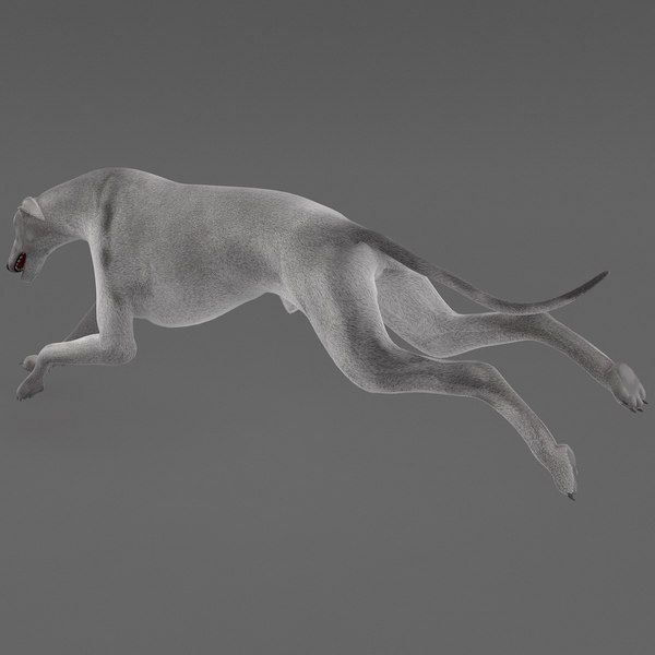 3d model australian greyhound 2 pose
