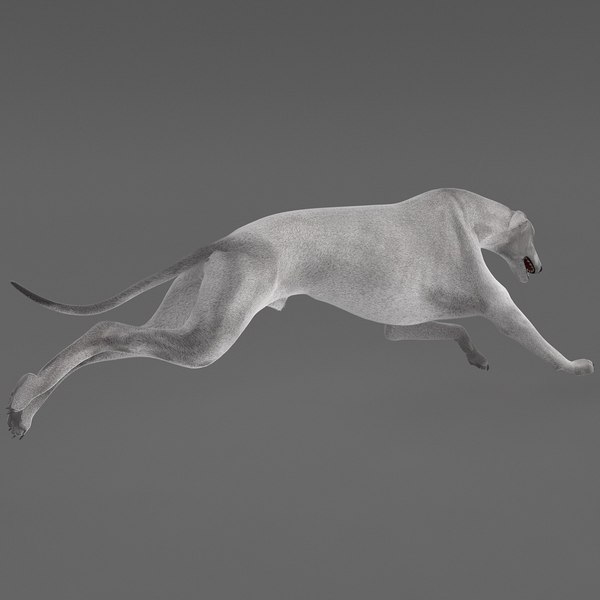 3d model australian greyhound 2 pose