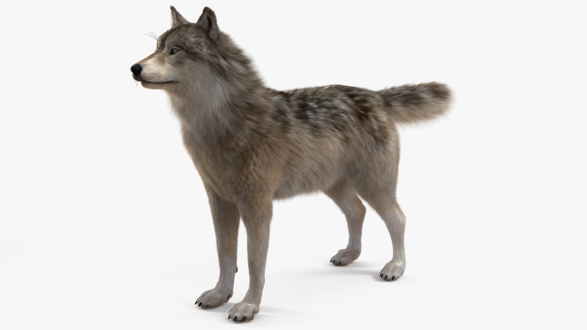 3D Grey Wolf Fur Model - TurboSquid 2215090