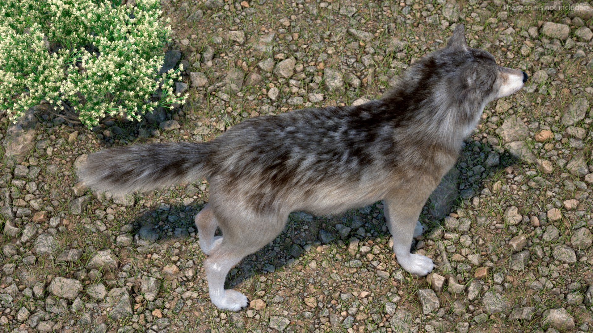 3D Grey Wolf Fur Model - TurboSquid 2215090