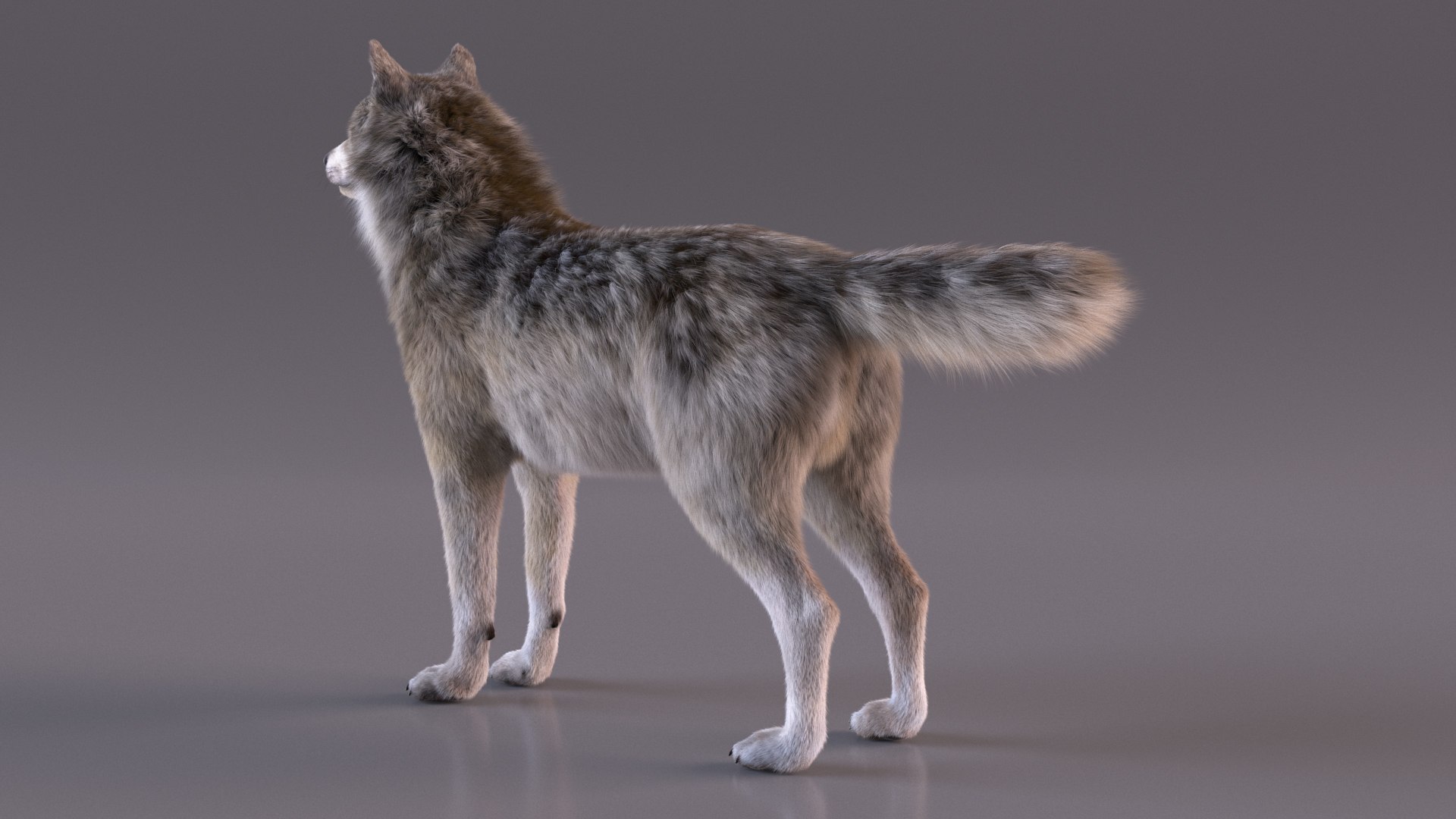 3D Grey Wolf Fur Model - TurboSquid 2215090