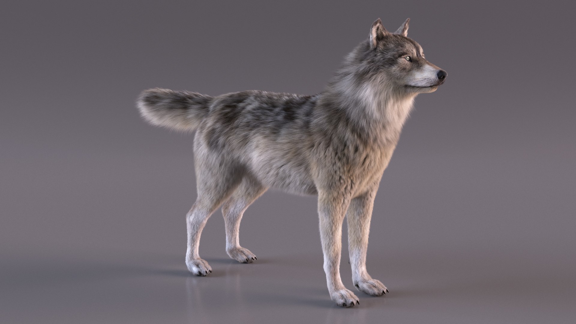 3D Grey Wolf Fur Model - TurboSquid 2215090