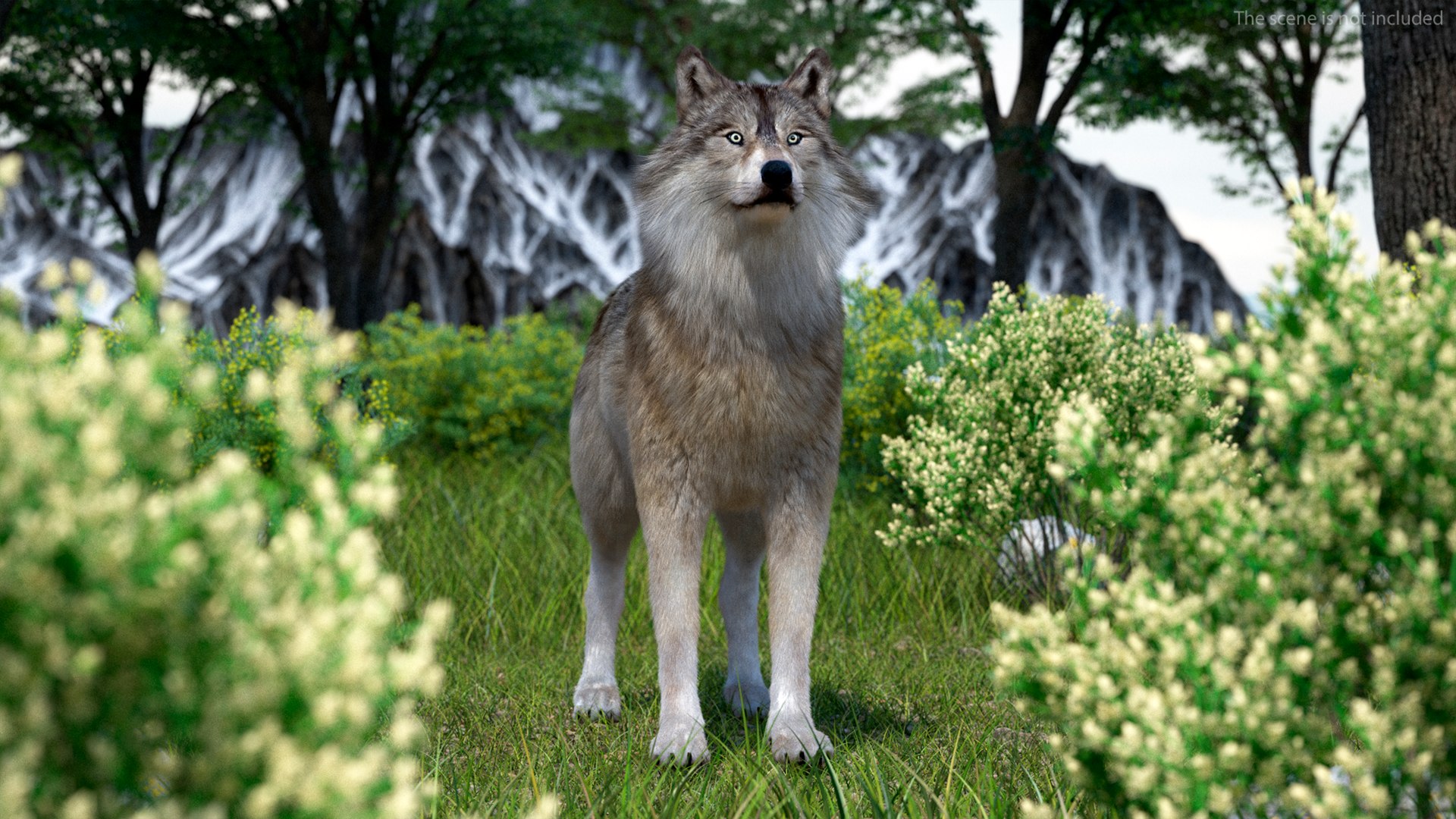 3D Grey Wolf Fur Model - TurboSquid 2215090