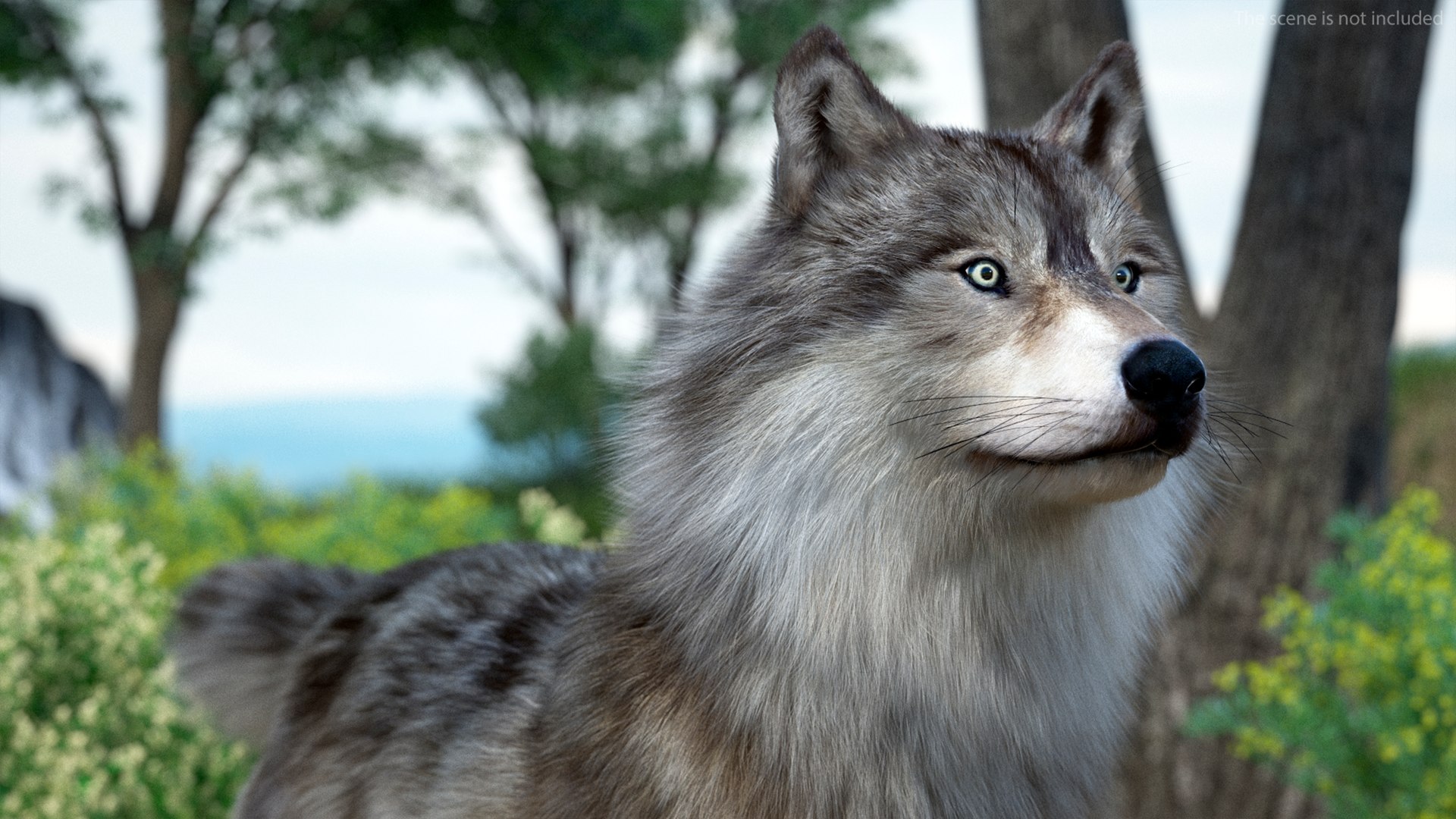 3D Grey Wolf Fur Model - TurboSquid 2215090