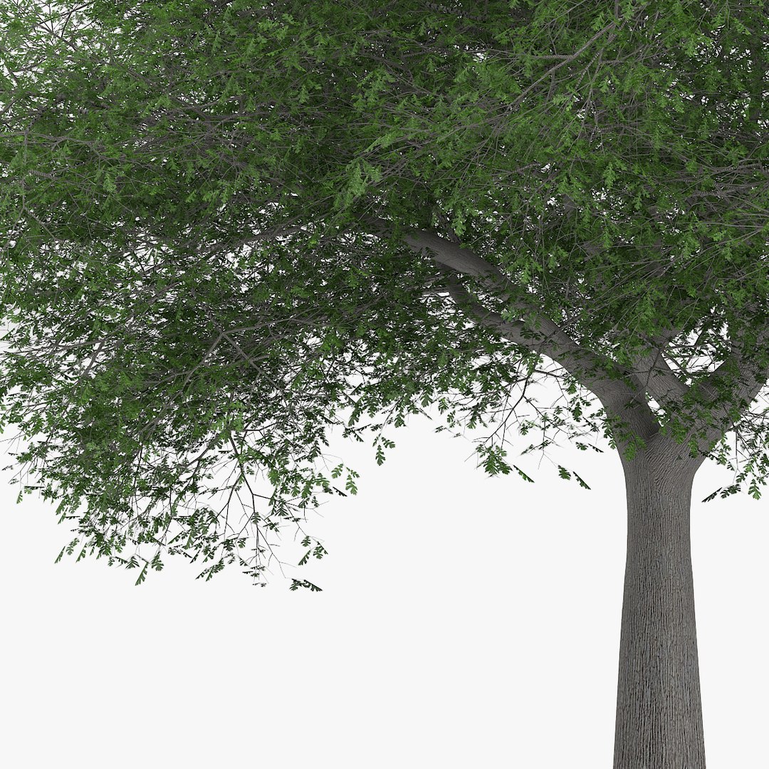 Austrian Oak 11 4m 3d Max