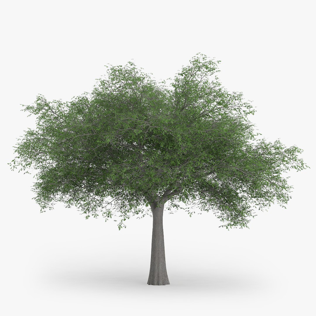 Austrian Oak 11 4m 3d Max