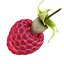 Raspberry Plate 3d Model