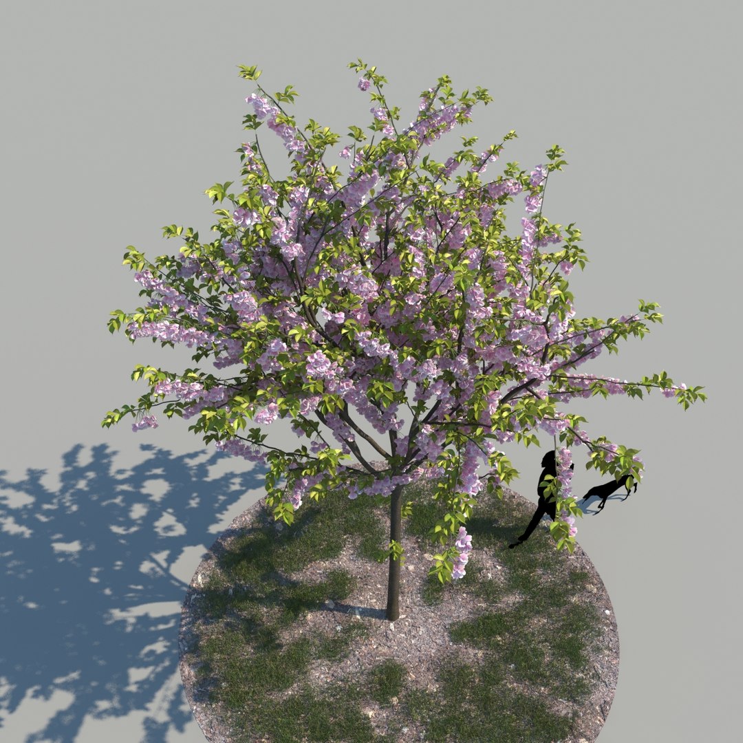 3d Realistic Cherry Tree