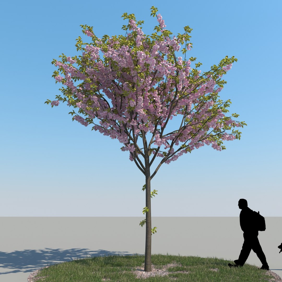 3d Realistic Cherry Tree