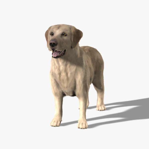 labrador retriever fur animations 3d model