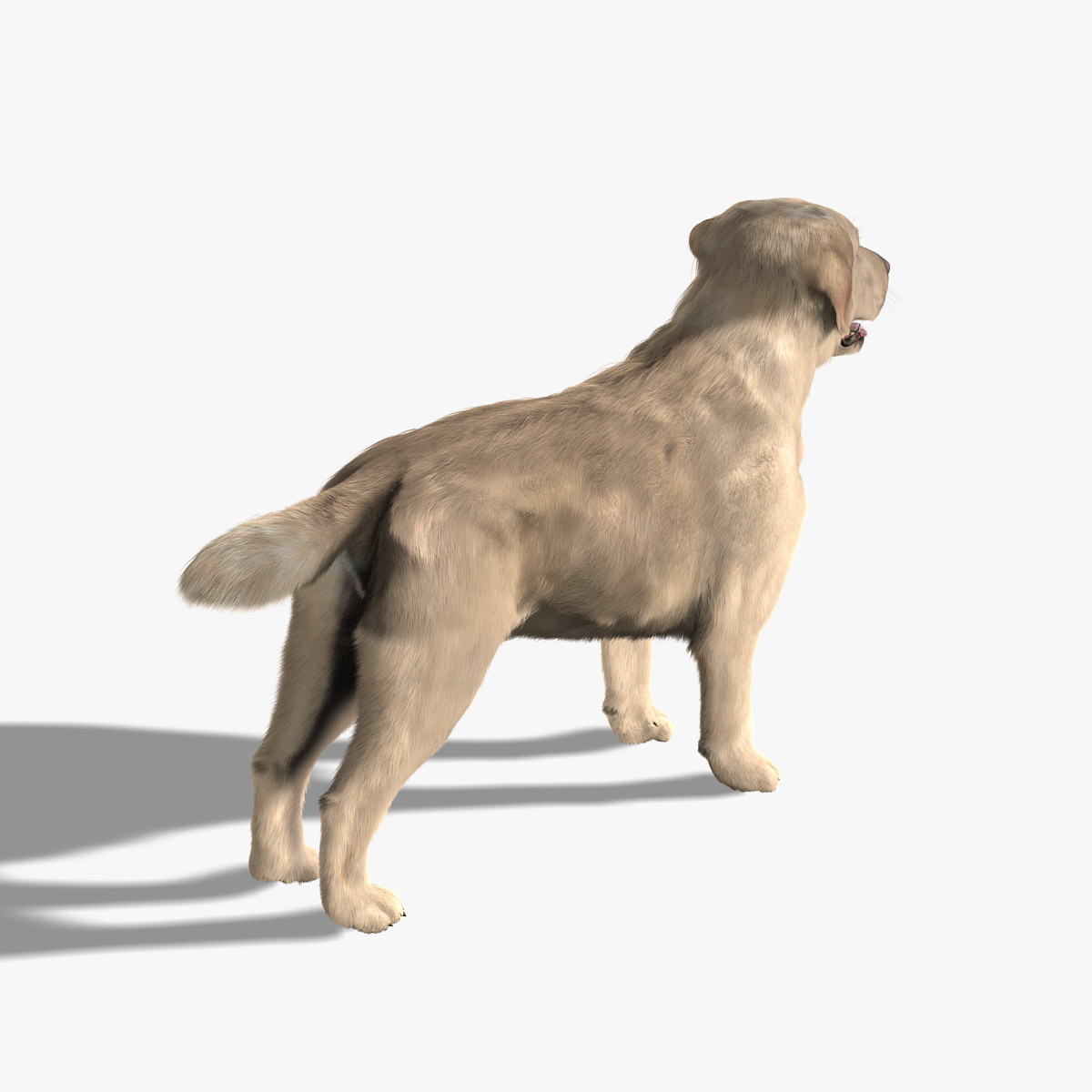 labrador retriever fur animations 3d model