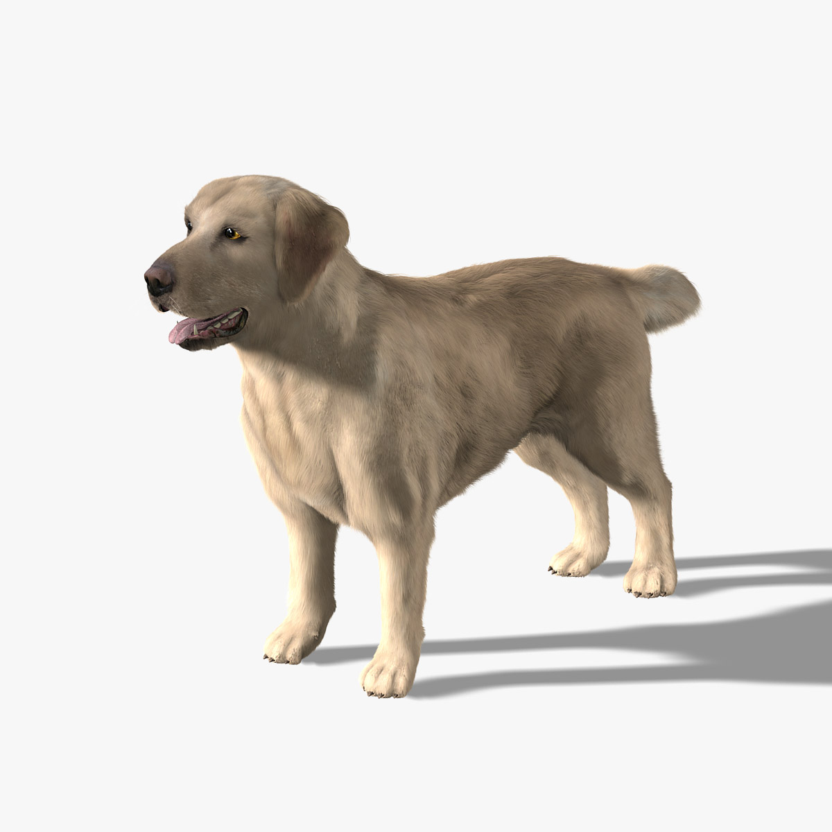 labrador retriever fur animations 3d model