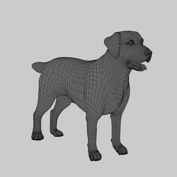 labrador retriever fur animations 3d model