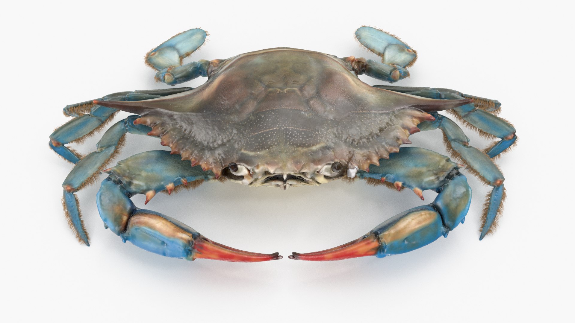 3D Rigged Blue Crab Animation - TurboSquid 1521998
