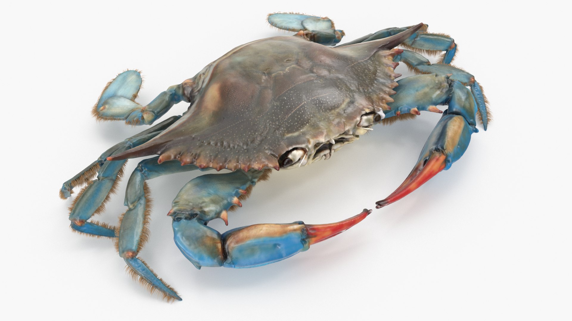 3D Rigged Blue Crab Animation - TurboSquid 1521998