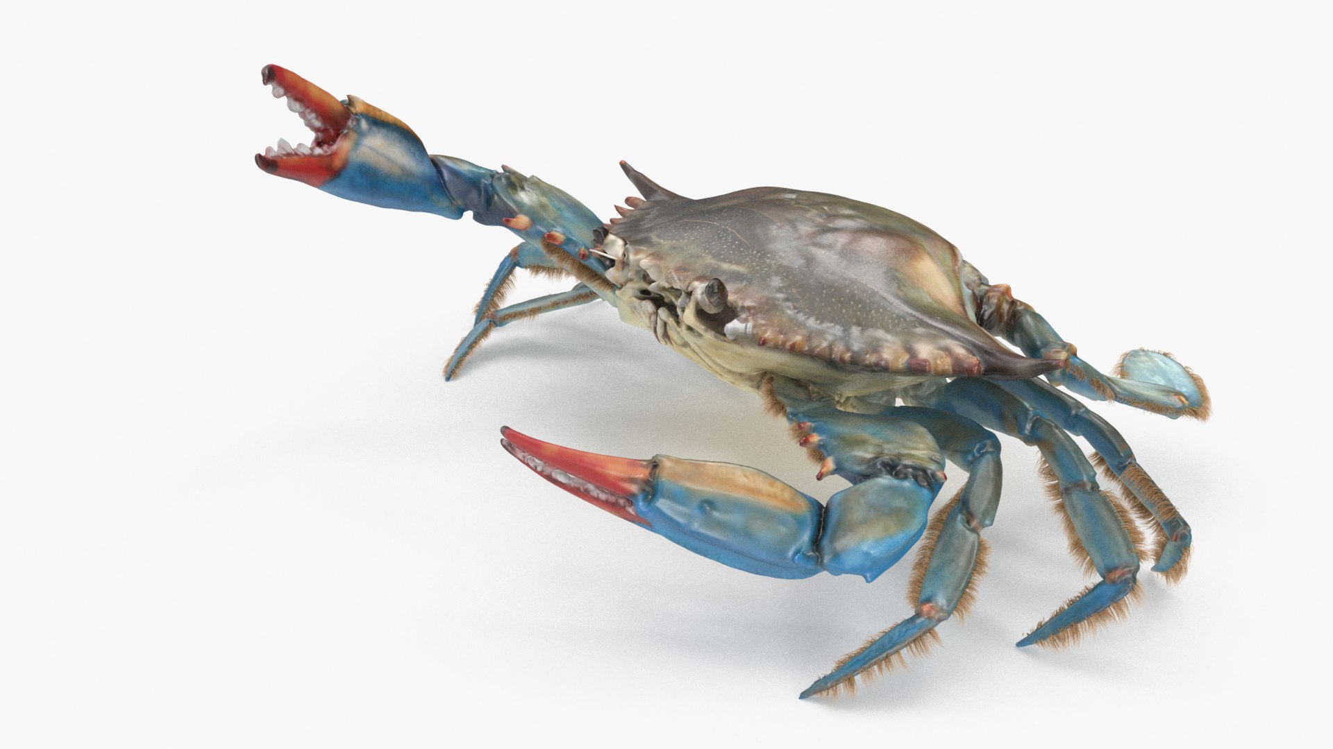 3D Rigged Blue Crab Animation - TurboSquid 1521998
