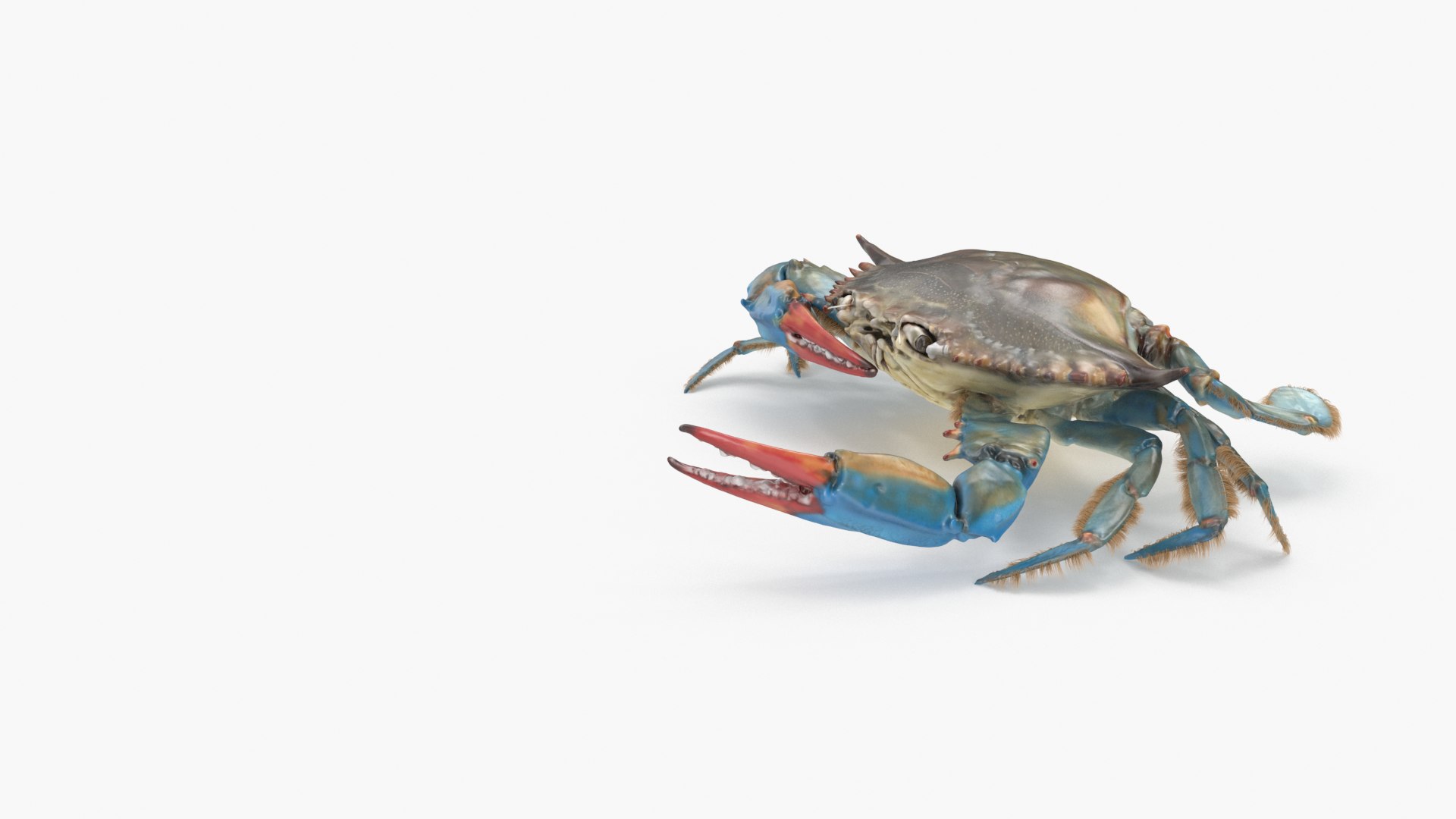 3D Rigged Blue Crab Animation - TurboSquid 1521998