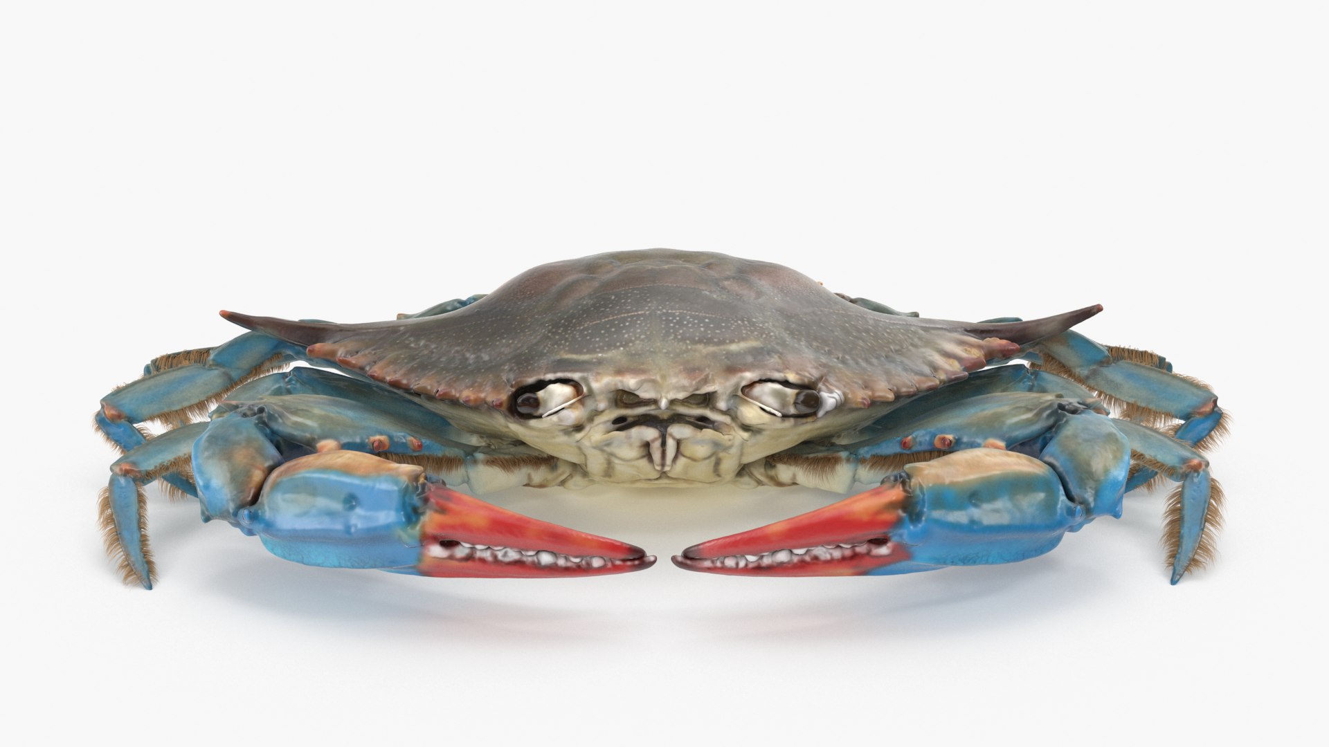 3D Rigged Blue Crab Animation - TurboSquid 1521998