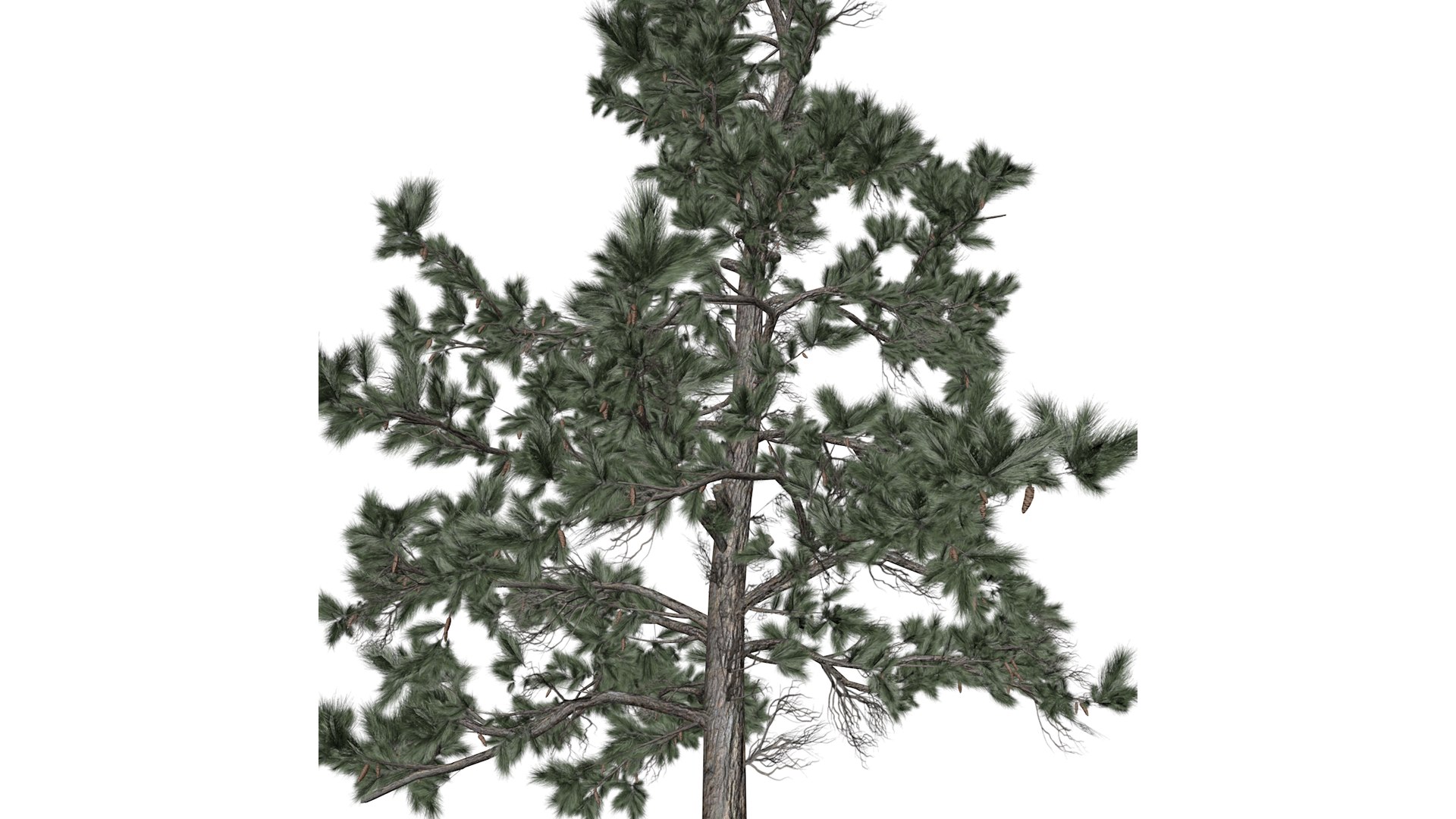 Eastern White Pine - 04 - 3D Model - TurboSquid 2373453