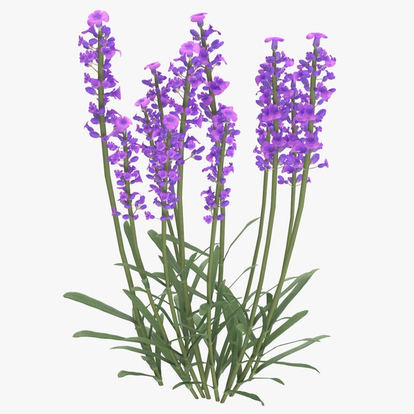 3D Lavender Models | TurboSquid