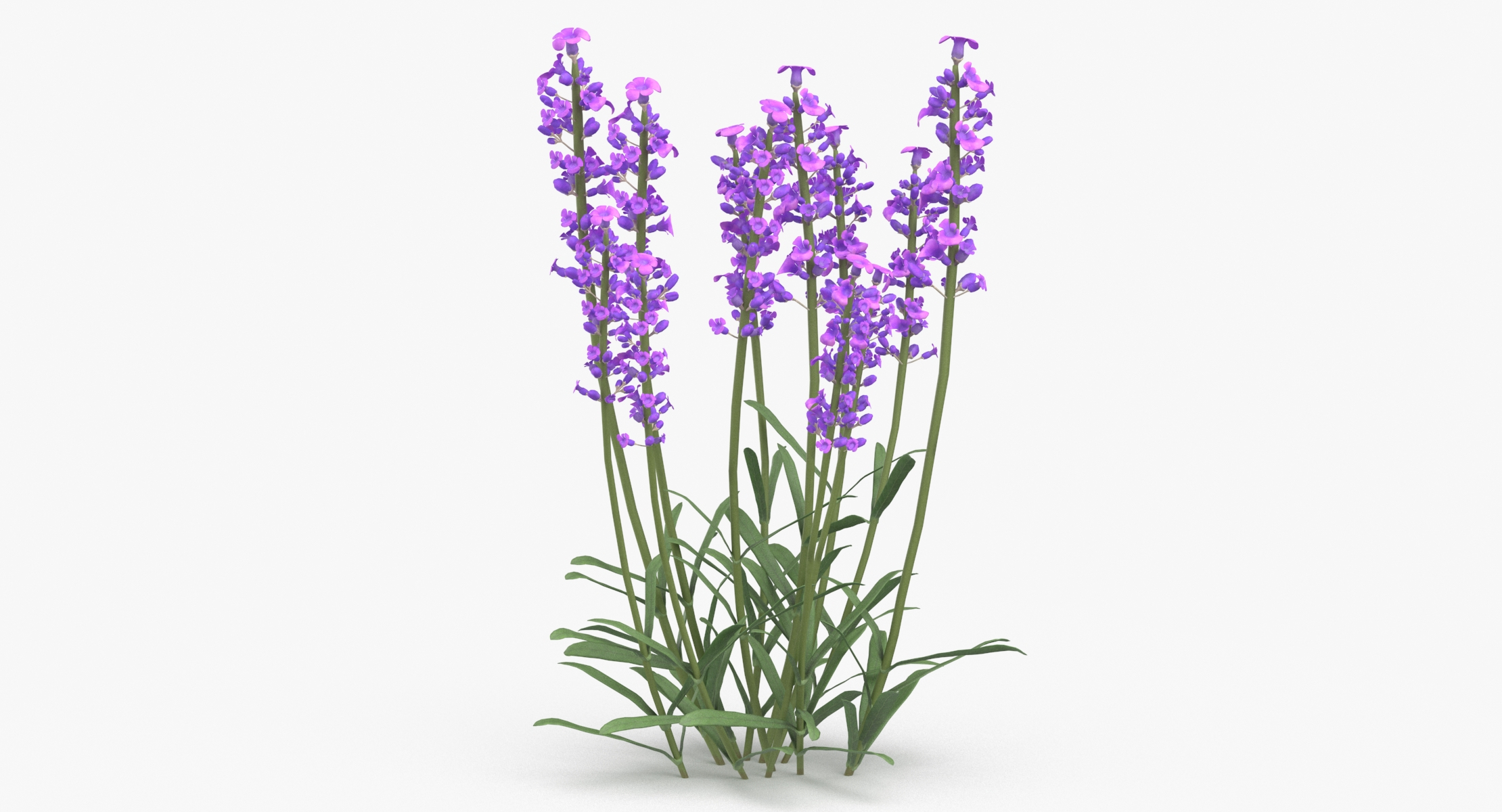 3D Lavender Flowers - TurboSquid 1903374