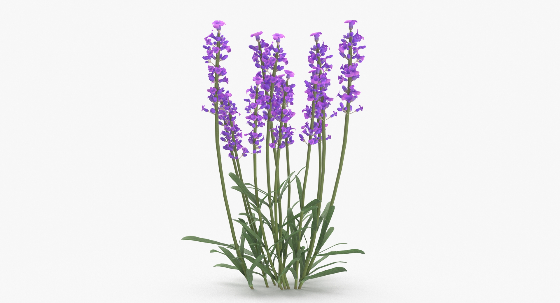 3D Lavender Flowers - TurboSquid 1903374