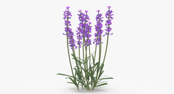 3D Lavender Flowers - TurboSquid 1903374