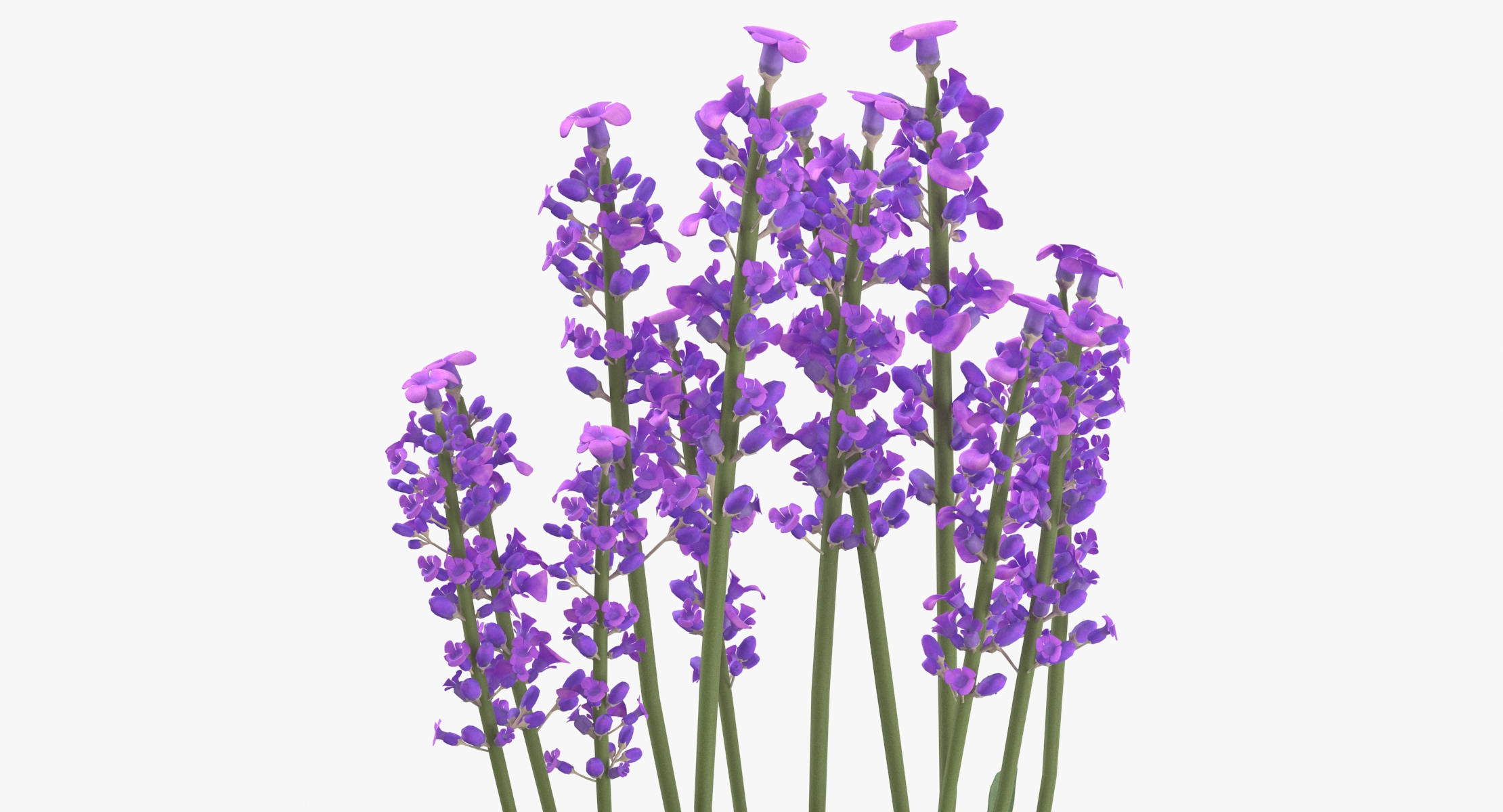3D Lavender Flowers - TurboSquid 1903374