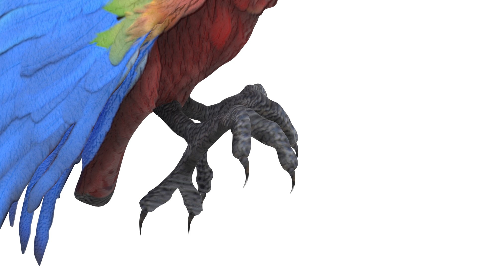 Parrot Model - TurboSquid 1923126