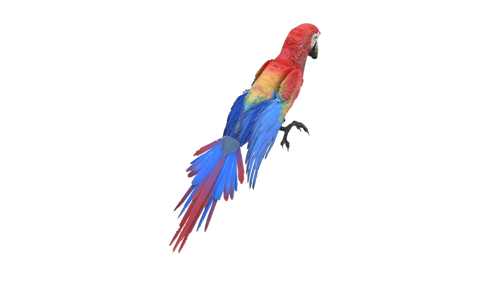 Parrot Model - TurboSquid 1923126