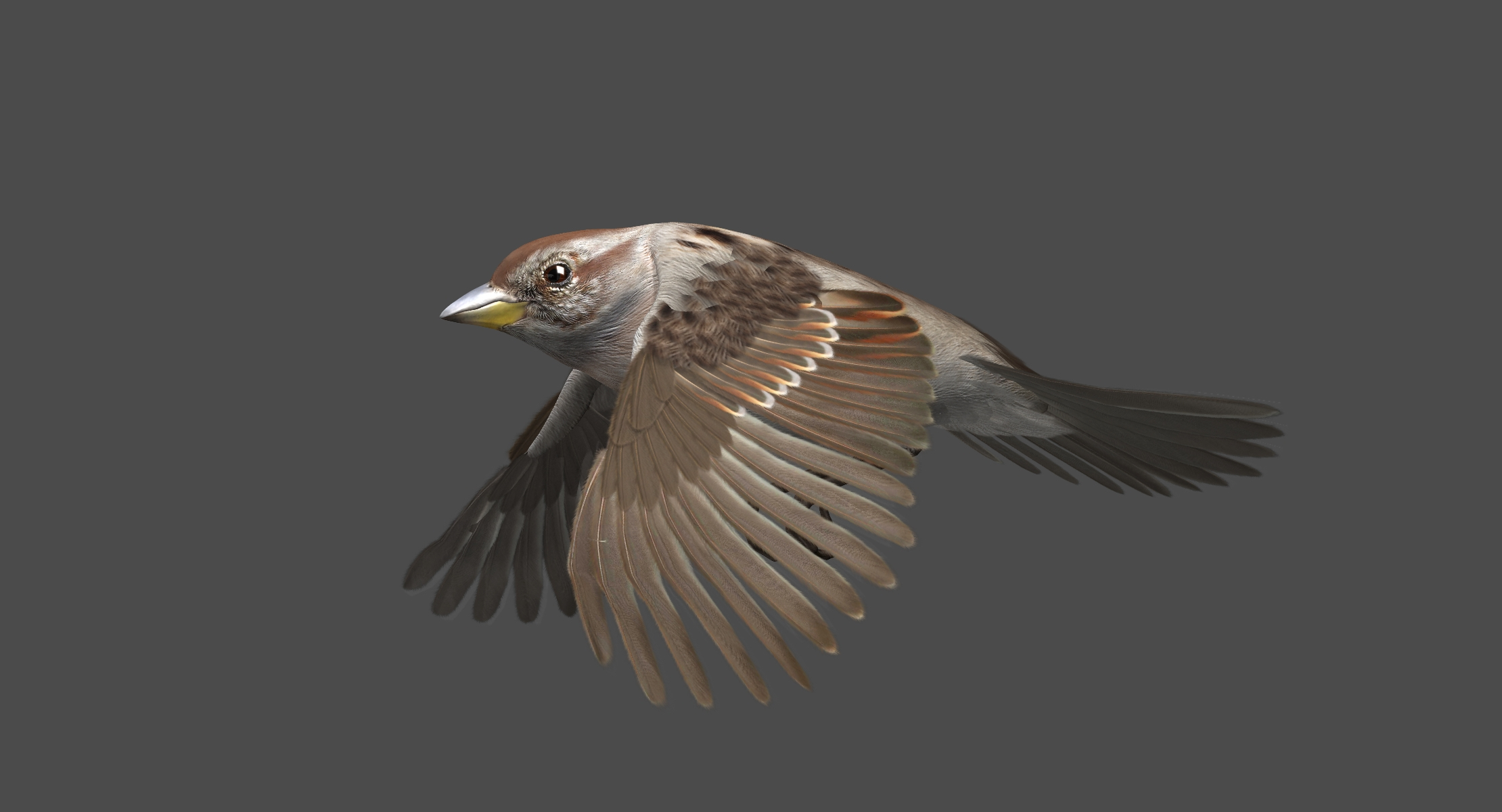 American tree sparrow animation 3D model - TurboSquid 1178439
