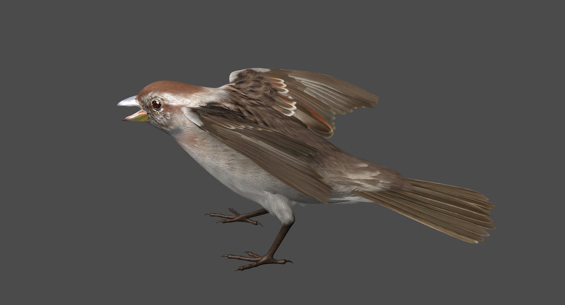 American tree sparrow animation 3D model - TurboSquid 1178439