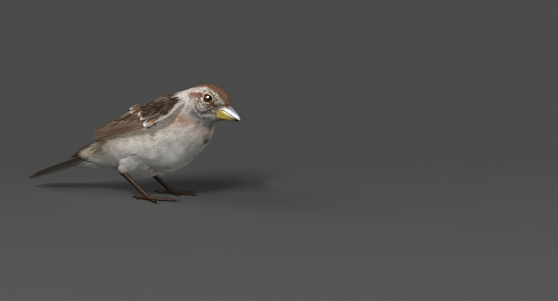 American Tree Sparrow Animation 3D Model - TurboSquid 1178439