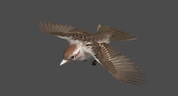 American tree sparrow animation 3D model - TurboSquid 1178439