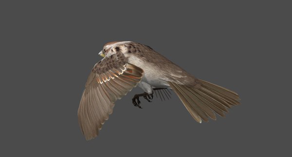 American tree sparrow animation 3D model - TurboSquid 1178439