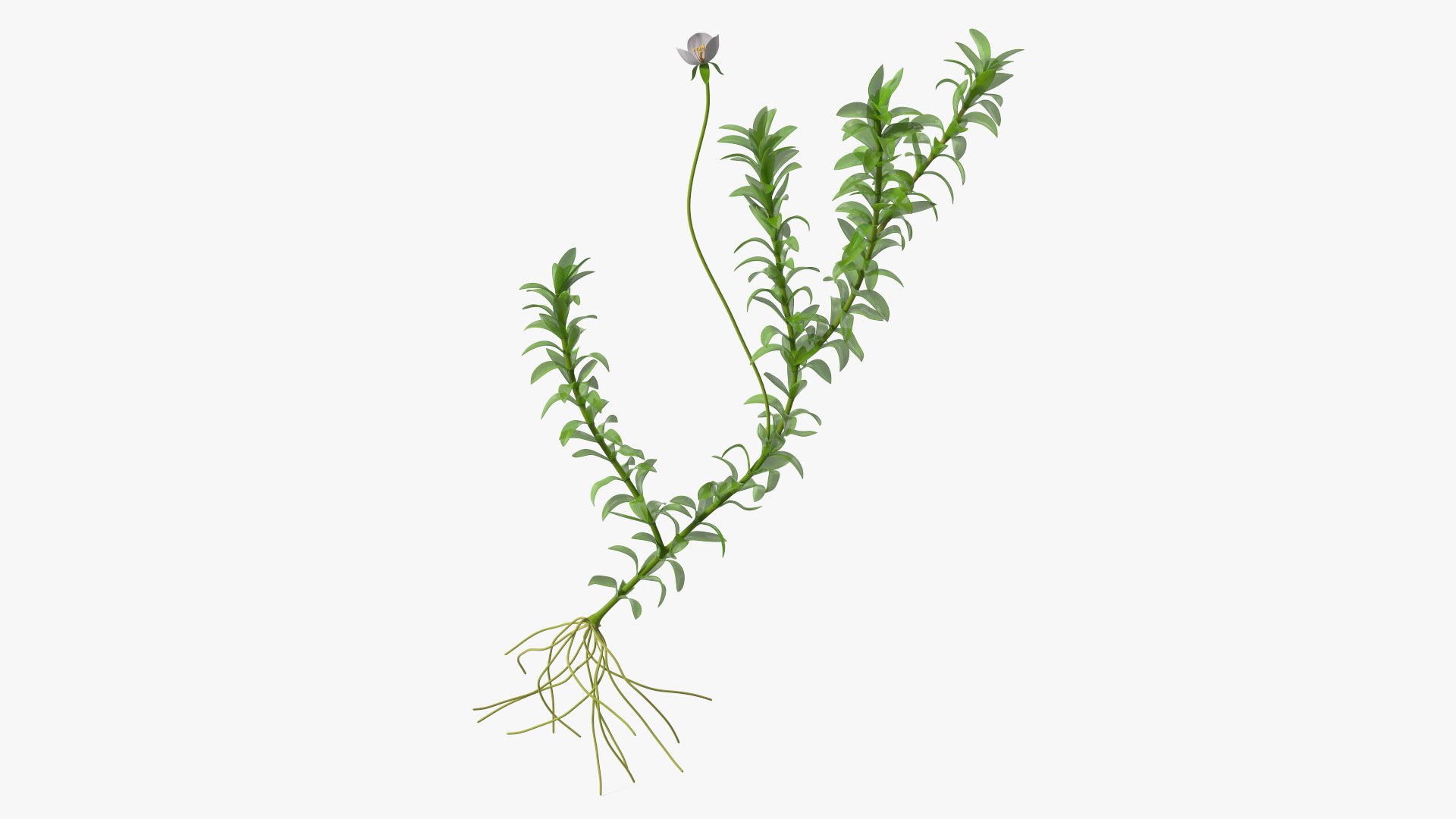 3D Model Elodea Plant Young - TurboSquid 2004684