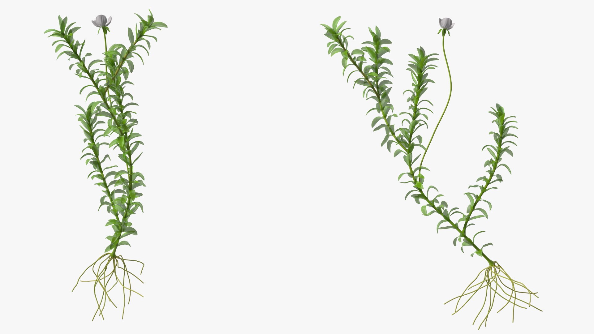 3D Model Elodea Plant Young - TurboSquid 2004684