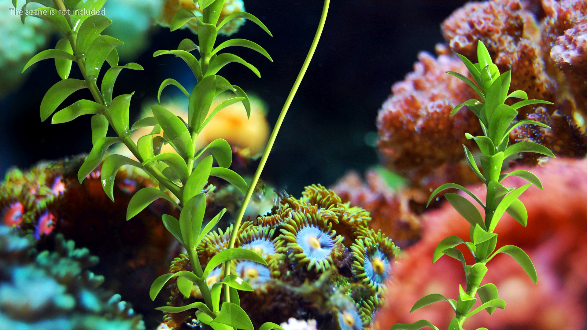 3D Model Elodea Plant Young - TurboSquid 2004684