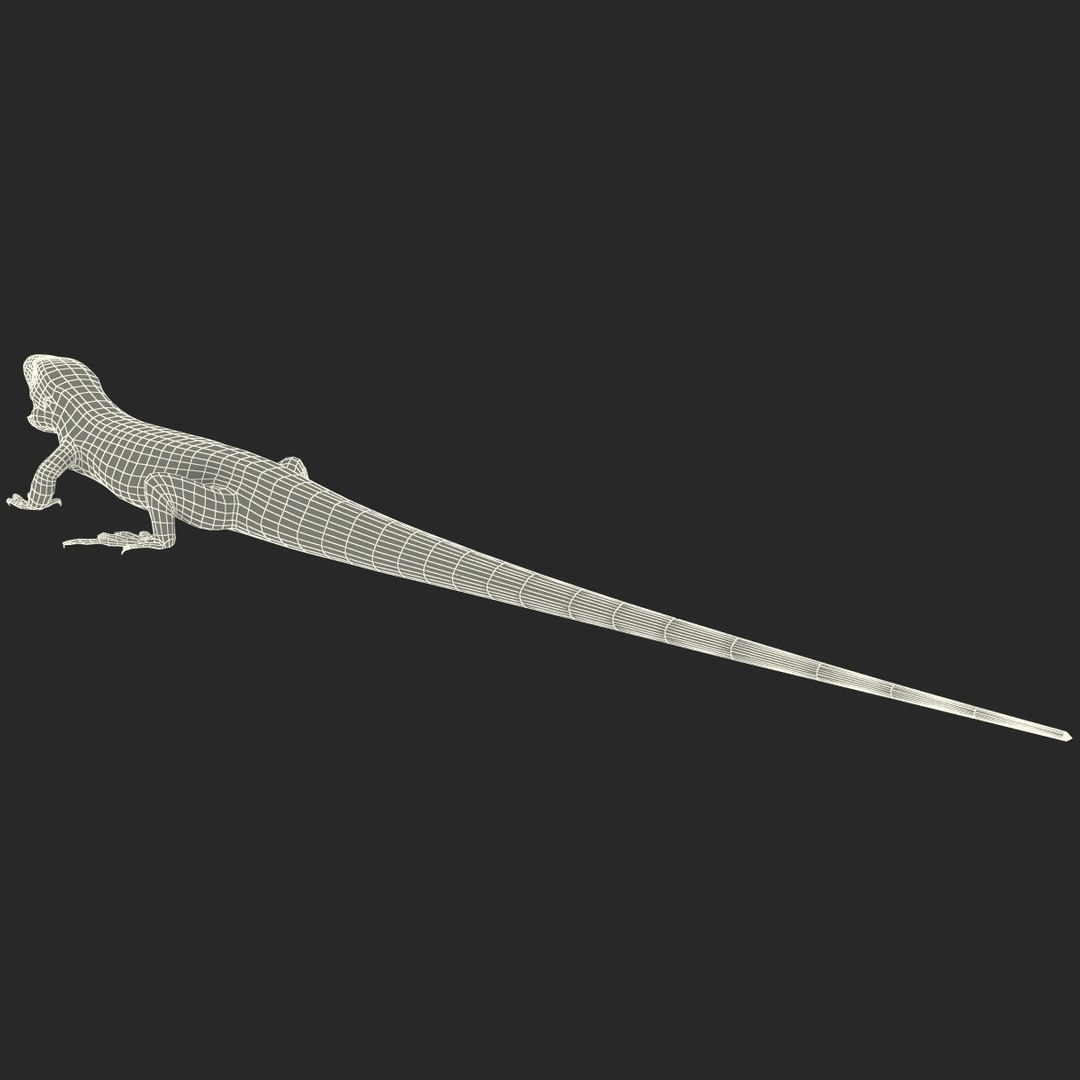 3d model european green lizard lacerta