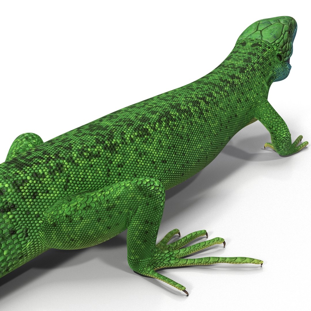 3d model european green lizard lacerta